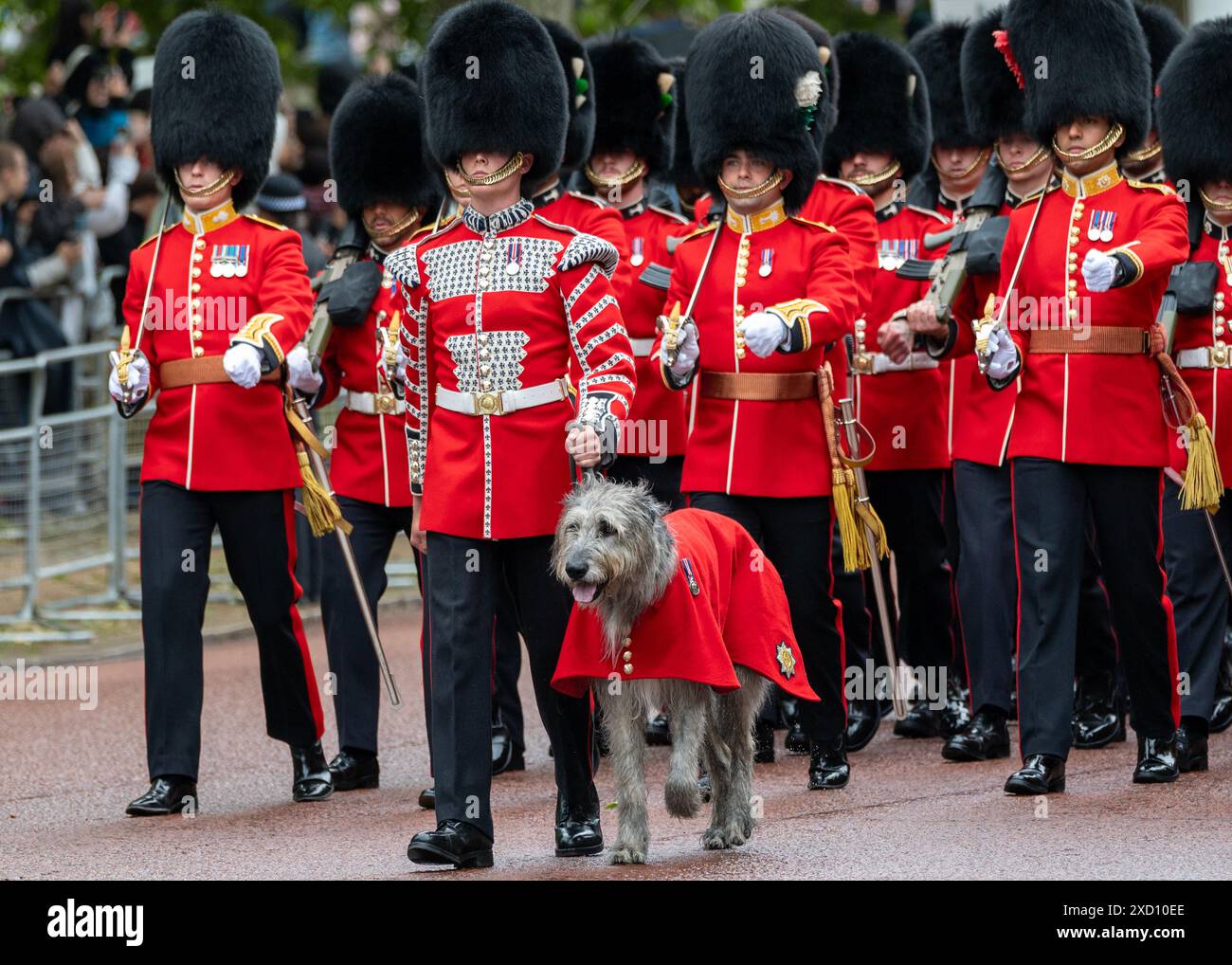 London 15th Jun 2024 Trooping the Colour. The mascot of the Irish ...