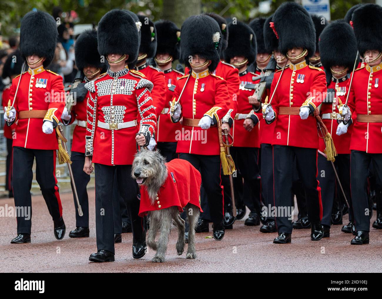 London 15th Jun 2024 Trooping the Colour. The mascot of the Irish ...