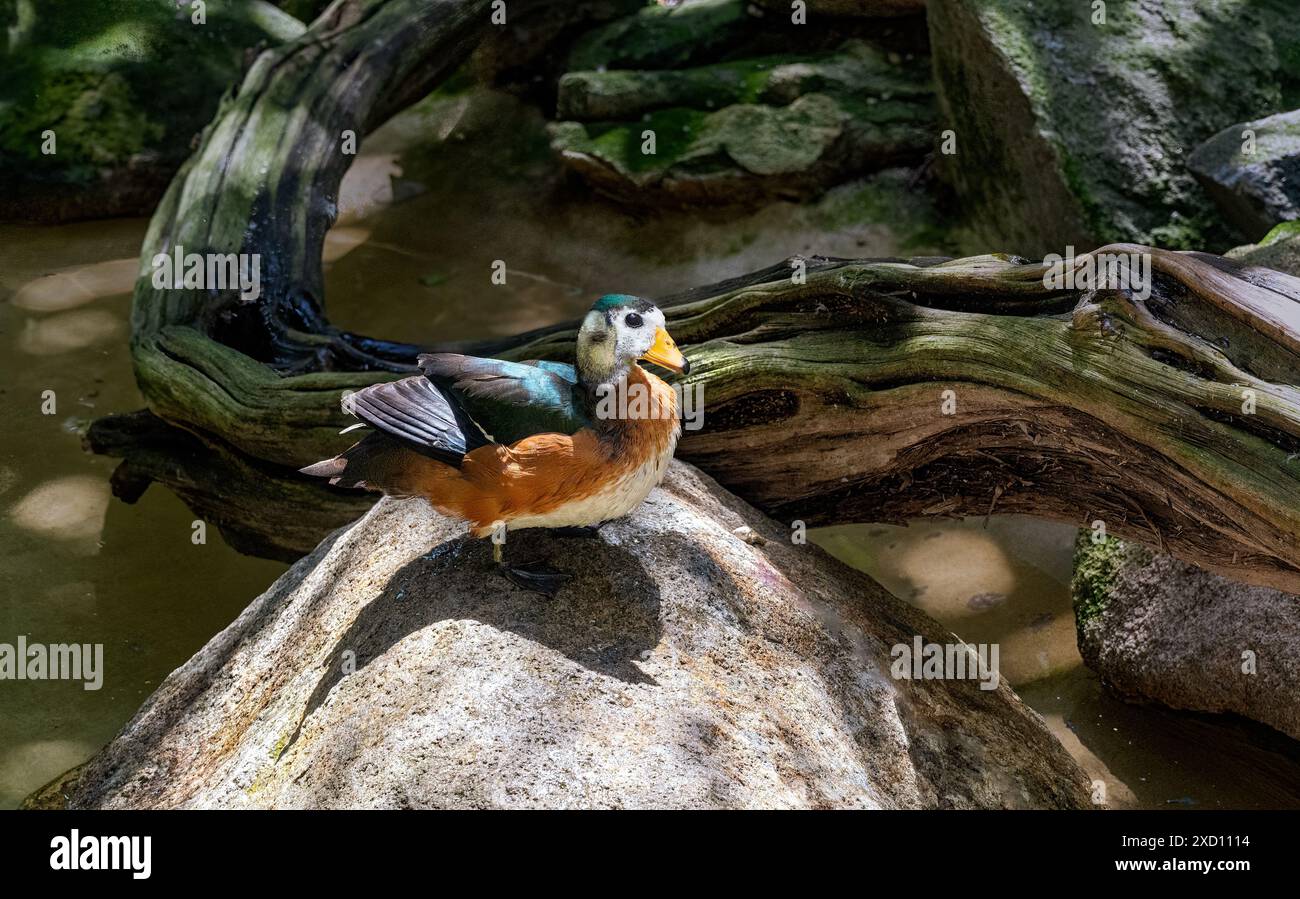 African pygmy goose (Nettapus auritus) is a perching duck from sub ...