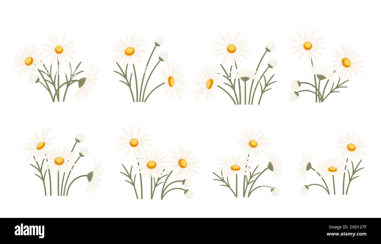 Chamomile flower vector illustration set in bloom, isolated on a white ...