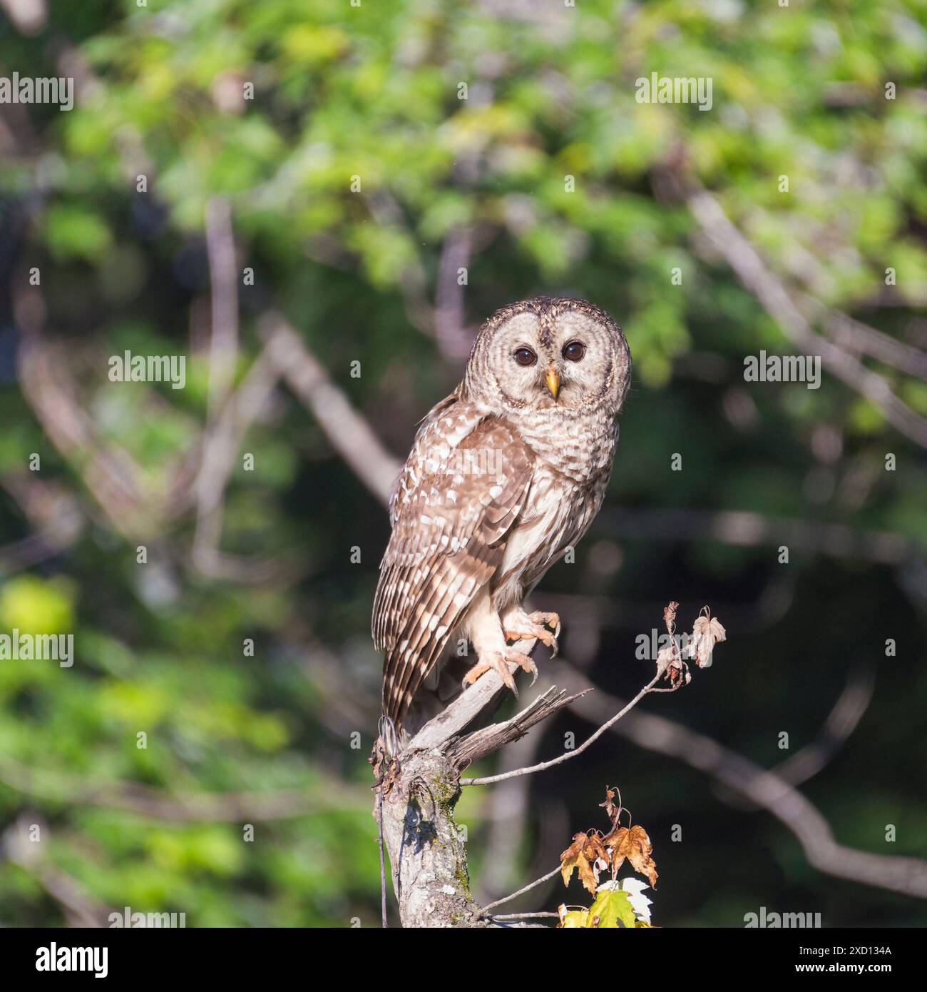 Juvenile Northern Barred owl (Strix varia) posing on a dry tree branch ...