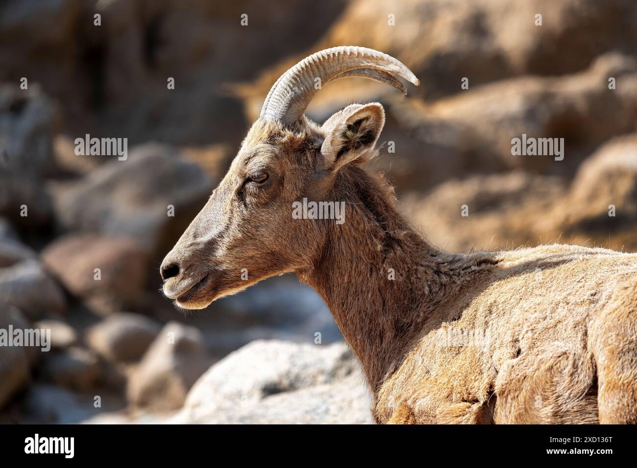 Brown mountain goat (Oreamnos americanus), portrait on a cliff Stock ...
