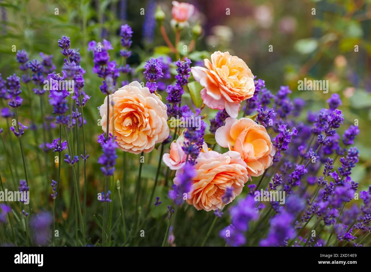 Close up of Elizabeth Stuart rose blooming in summer garden. Orange ...