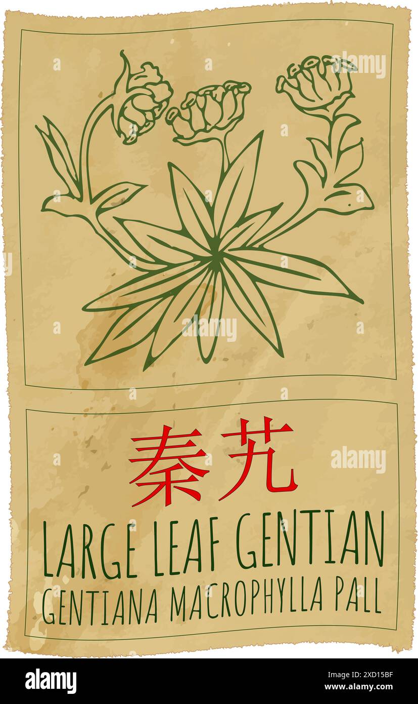 Vector drawing LARGE LEAF GENTIAN in Chinese. Hand drawn illustration ...