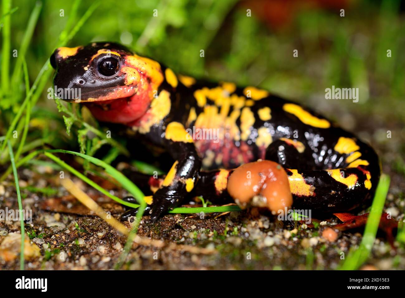 Fire salamander (Salamandra salamandra) close to Monforte de Lemos ...