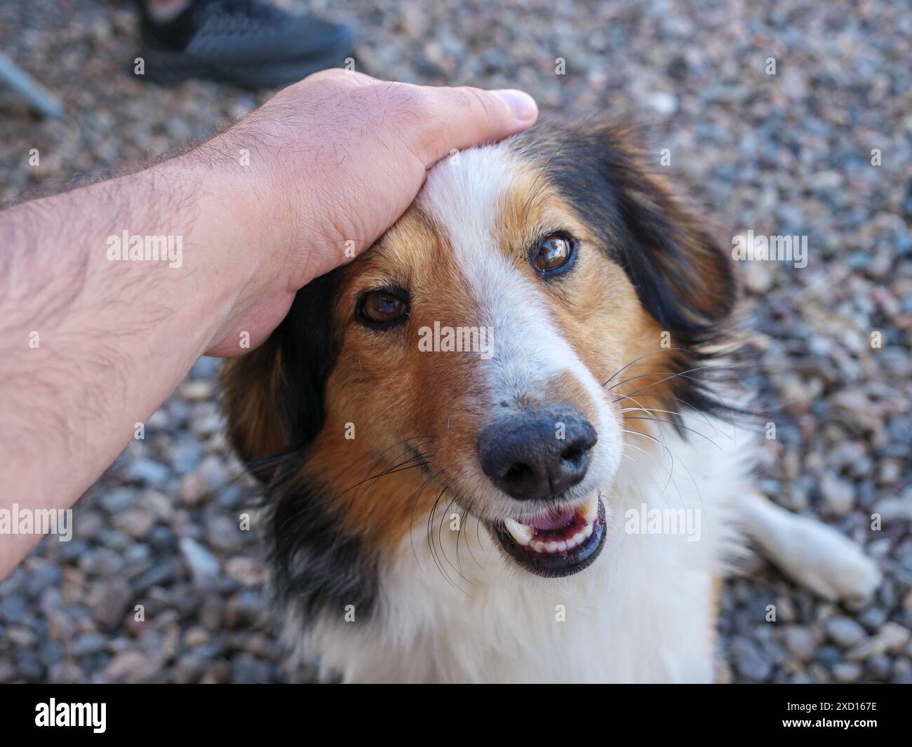 Hand on dogs head hi-res stock photography and images - Alamy