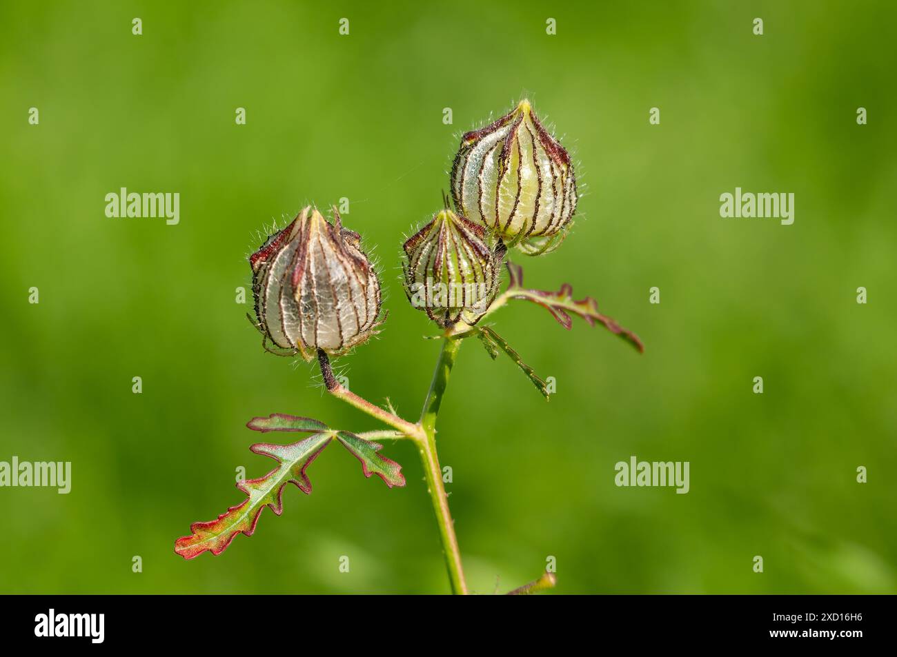Wild watermelon seedlings - a kind of Malvaceae Hibiscus plants Stock ...