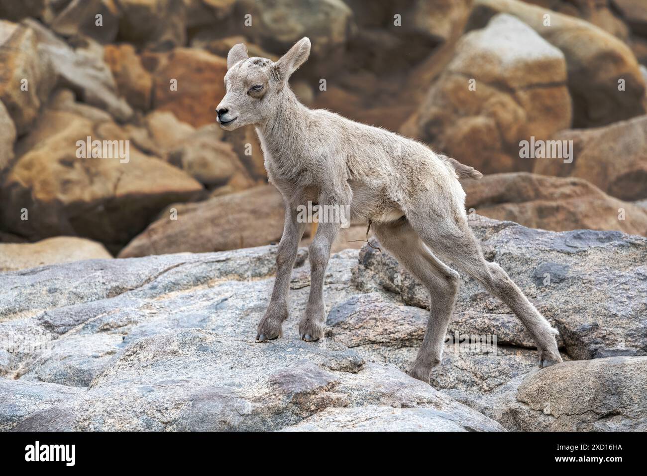 Mountain goat with kid hi-res stock photography and images - Alamy