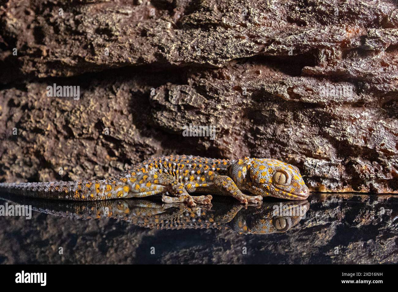 A tokay lizard with its reflection on a glass floor. The scientific ...