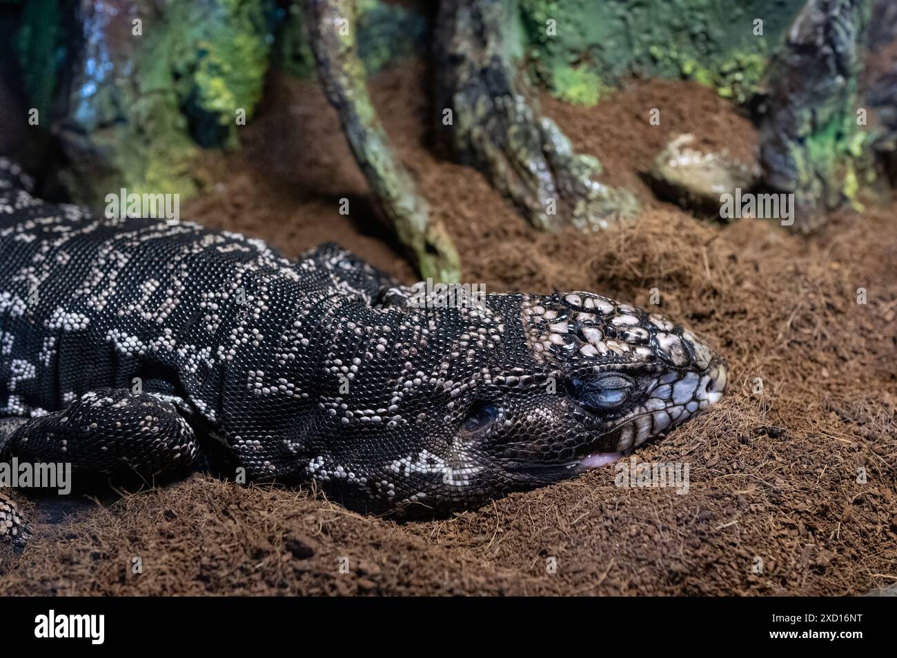 The Argentine black and white tegu is sleeping in his cage Stock Photo ...