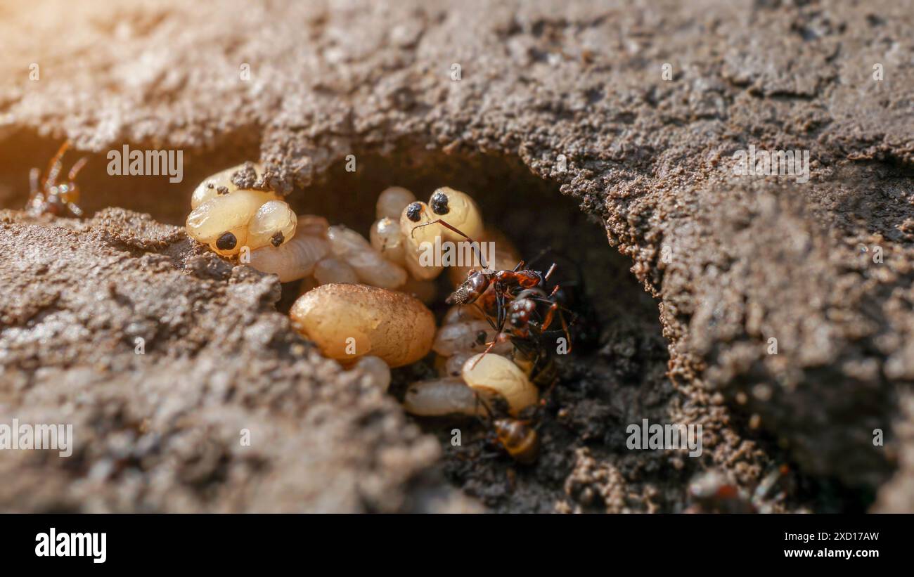 Ant anthill hi-res stock photography and images - Alamy