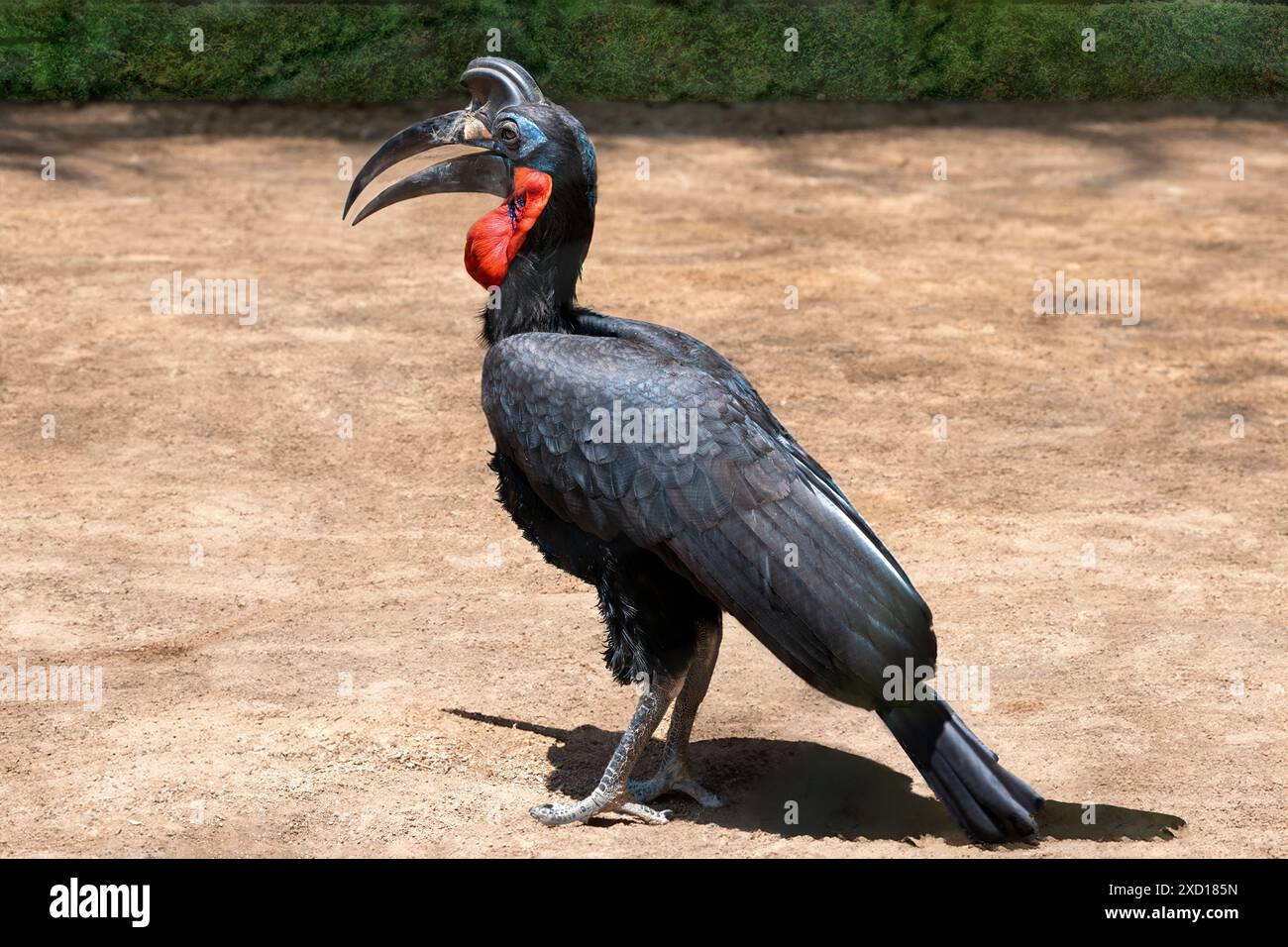Male Abyssinian Ground Hornbill (Bucorvus abyssinicus Stock Photo - Alamy