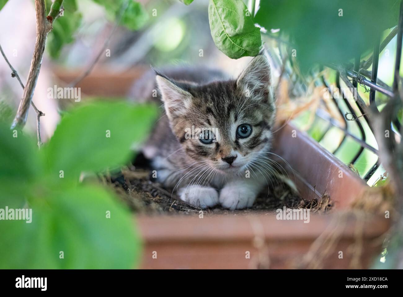 Cute stray kitten lying in a flower pot Stock Photo - Alamy