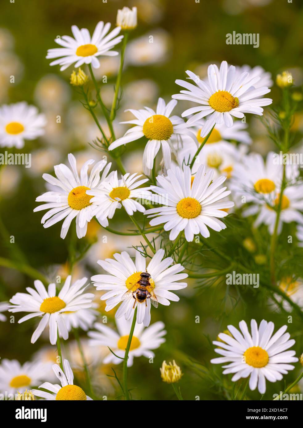 Honey bee on a Tripleurospermum inodorum scentless mayweed blossom in ...