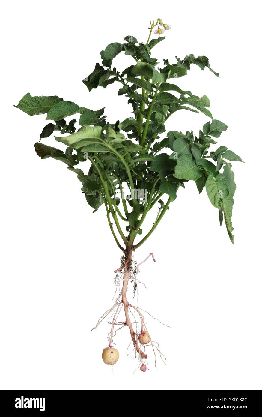 Potato plant with tubers isolated on white Stock Photo - Alamy