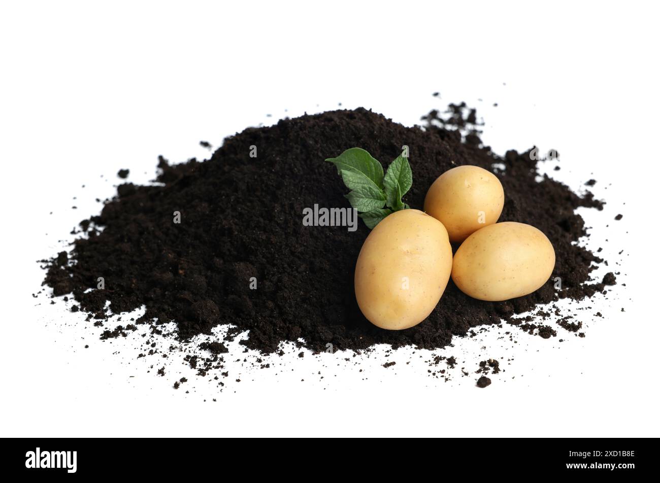 Potatoes with soil hi-res stock photography and images - Alamy