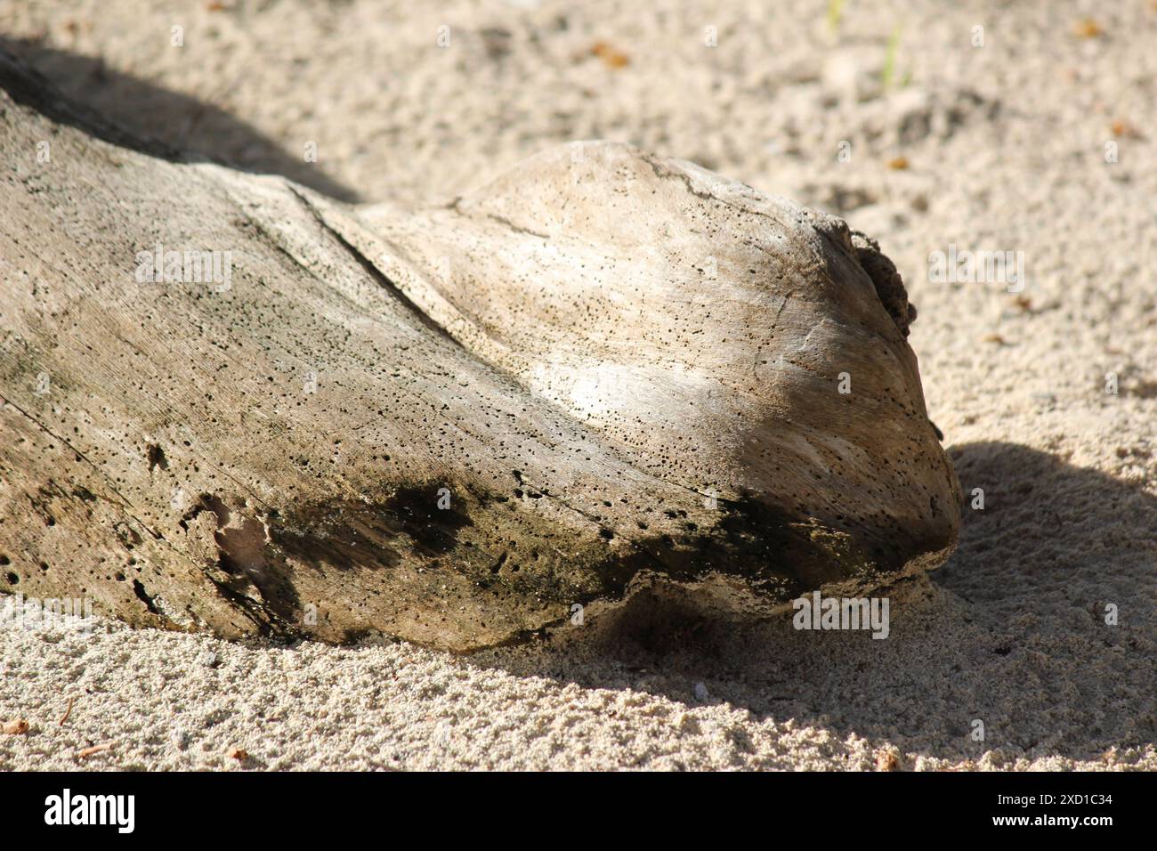 the stump of a tree as an ecological part in nature the stump of a tree ...