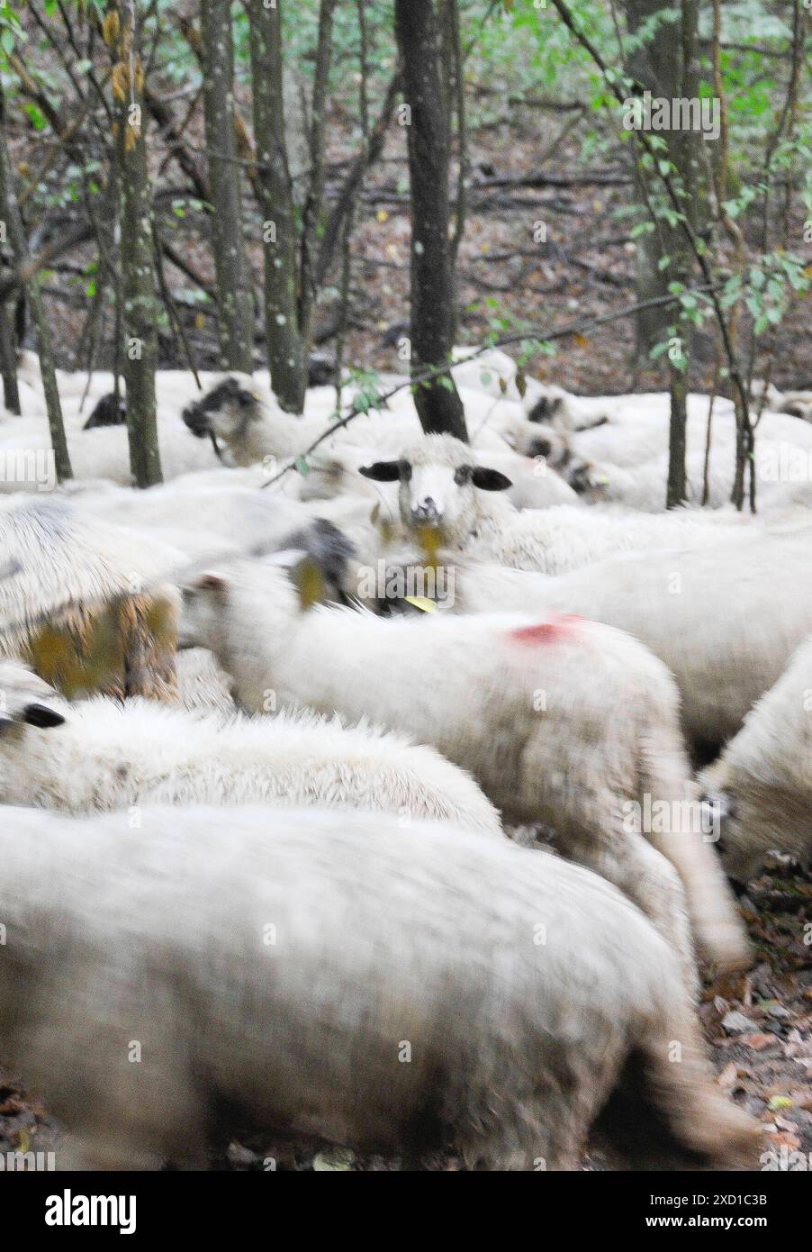 Sheep are important animals in agriculture sheep and their environment ...