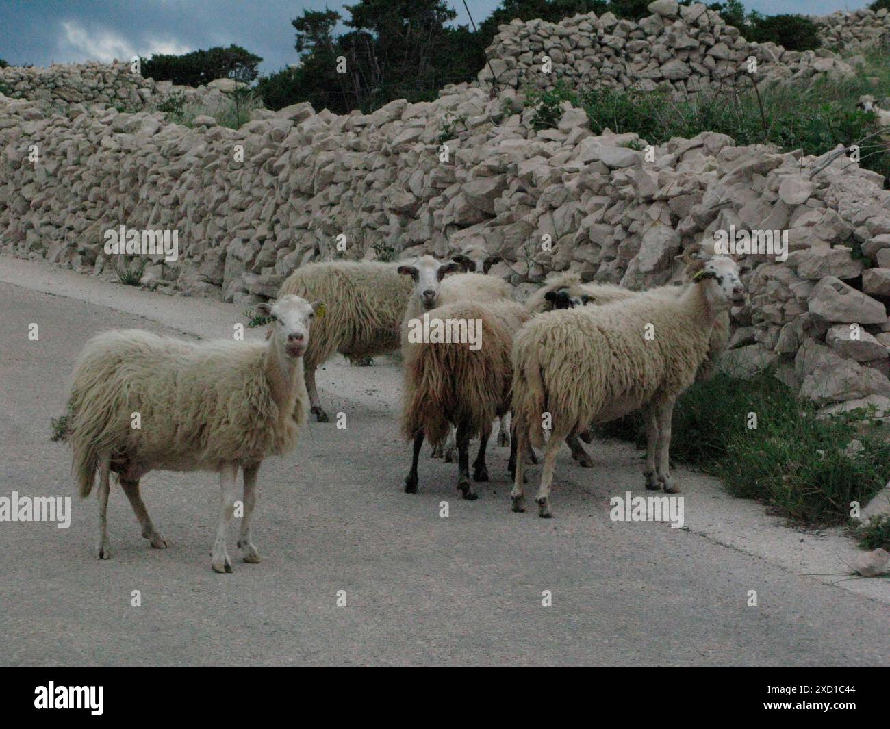 Sheep are important animals in agriculture sheep and their environment ...