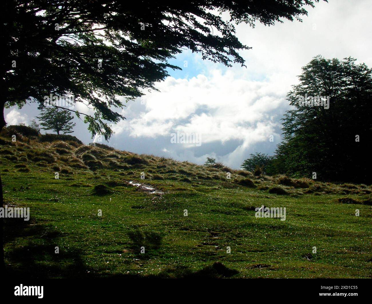 wood and trees in patagonia chile wood in patagonia chile Stock Photo ...