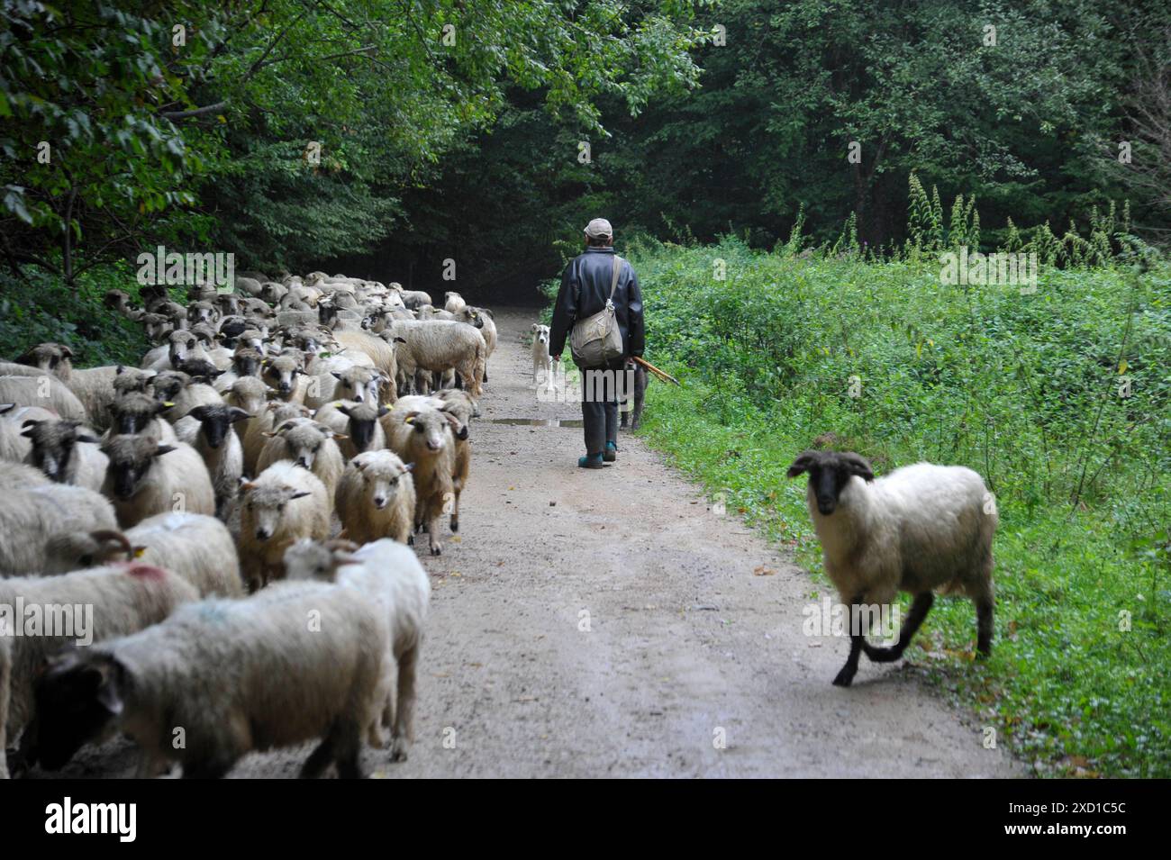 Sheep are important animals in agriculture sheep and their environment ...