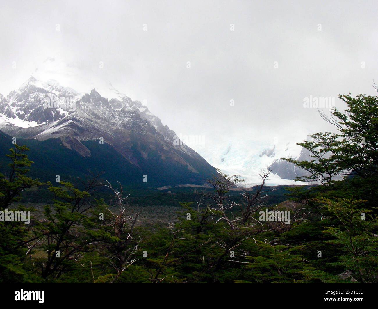 wood and trees in patagonia chile wood in patagonia chile Stock Photo ...