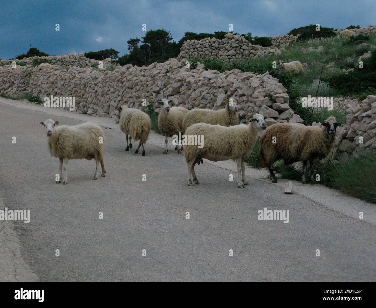 Sheep are important animals in agriculture sheep and their environment ...