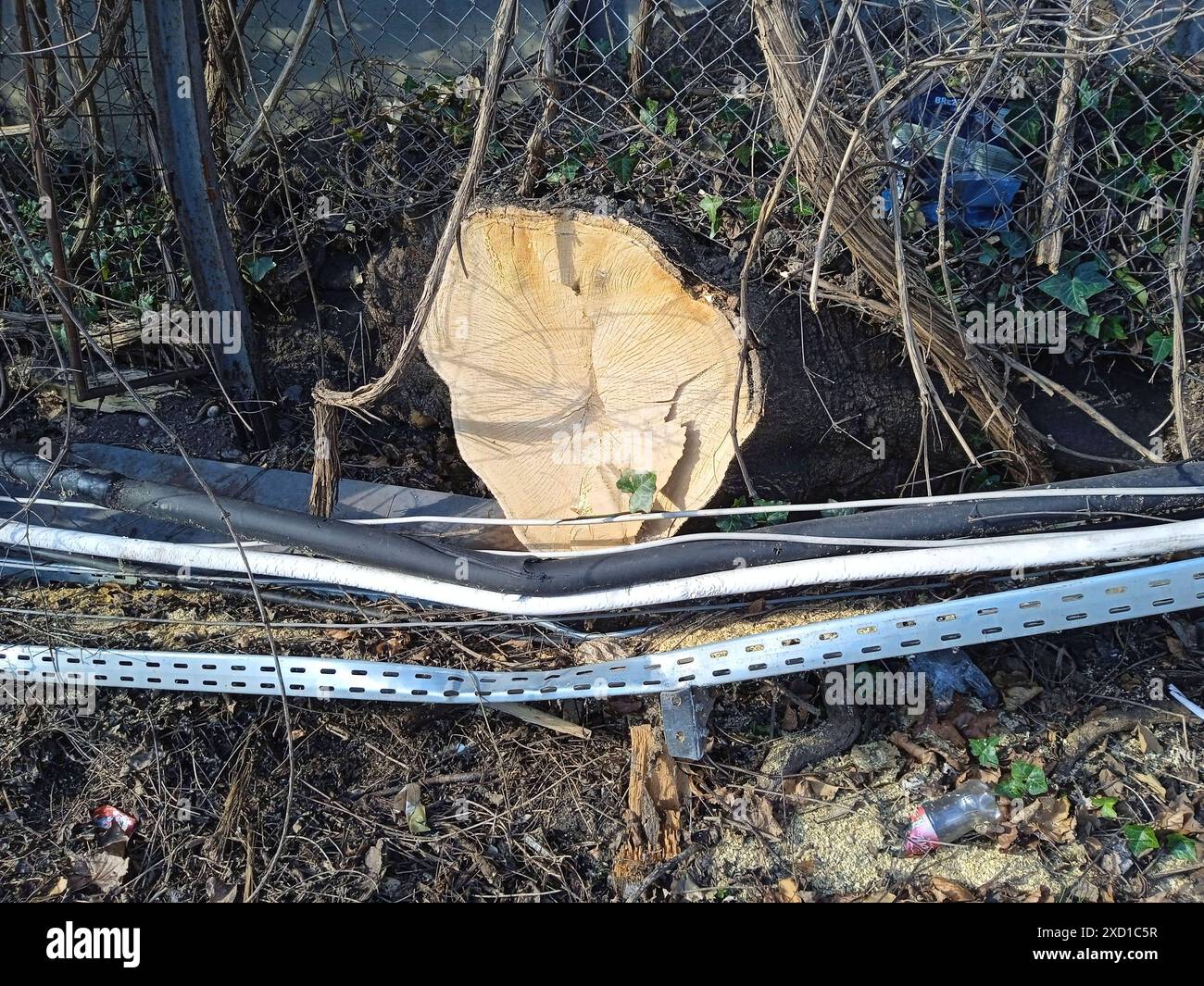 the stump of a tree as an ecological part in nature the stump of a tree ...