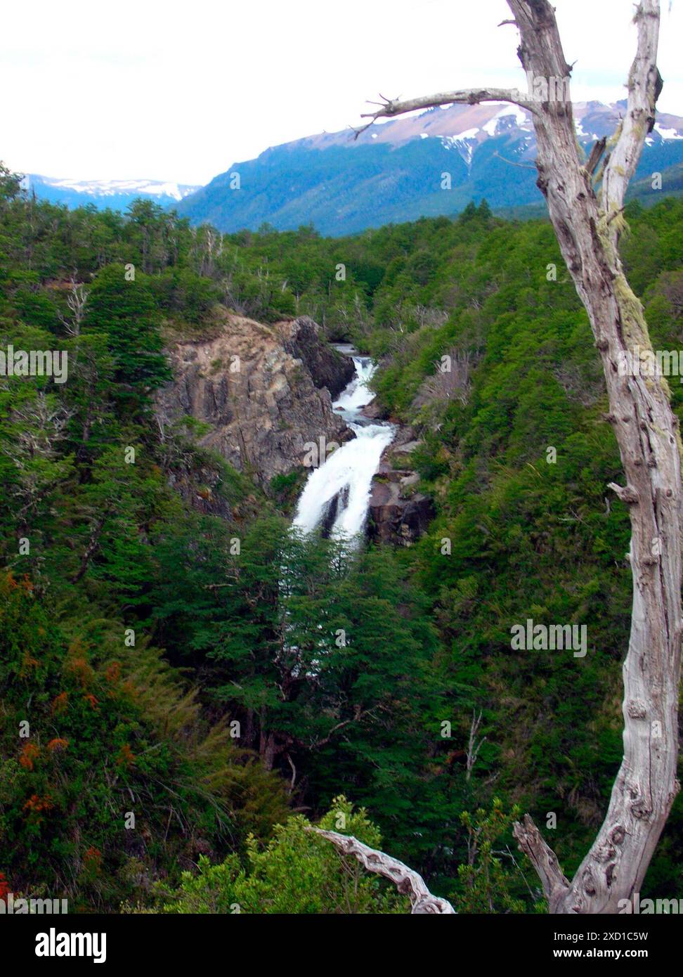 wood and trees in patagonia chile wood in patagonia chile Stock Photo ...