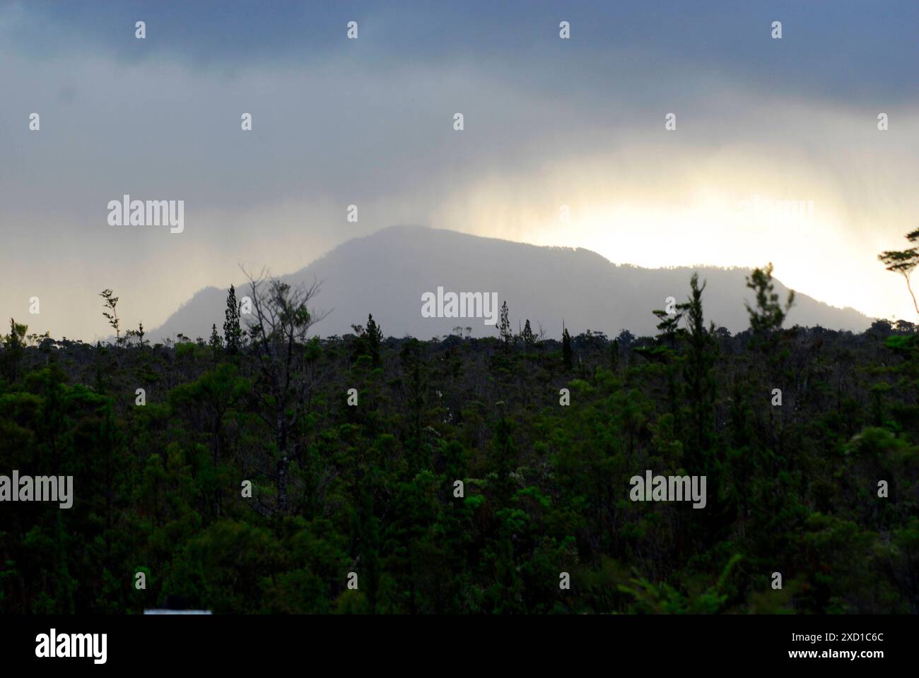 wood and trees in patagonia chile wood in patagonia chile Stock Photo ...