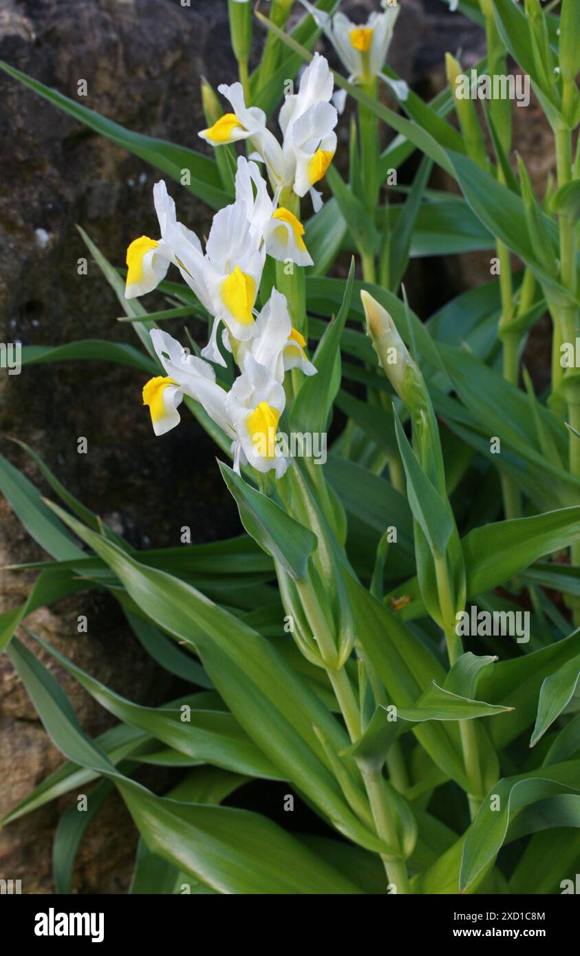 Iris, "Sunny Side Up", Iridaceae. Iris 'Sunny Side Up' is a hybrid of ...