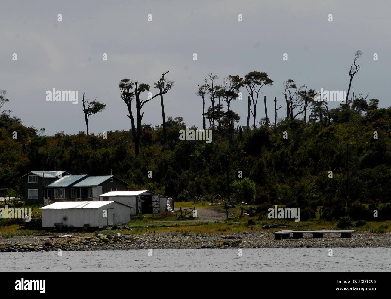 wood and trees in patagonia chile wood in patagonia chile Stock Photo ...