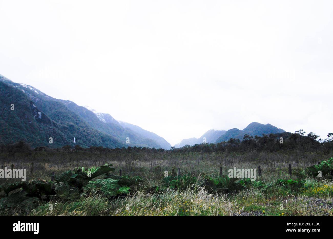 wood and trees in patagonia chile wood in patagonia chile Stock Photo ...
