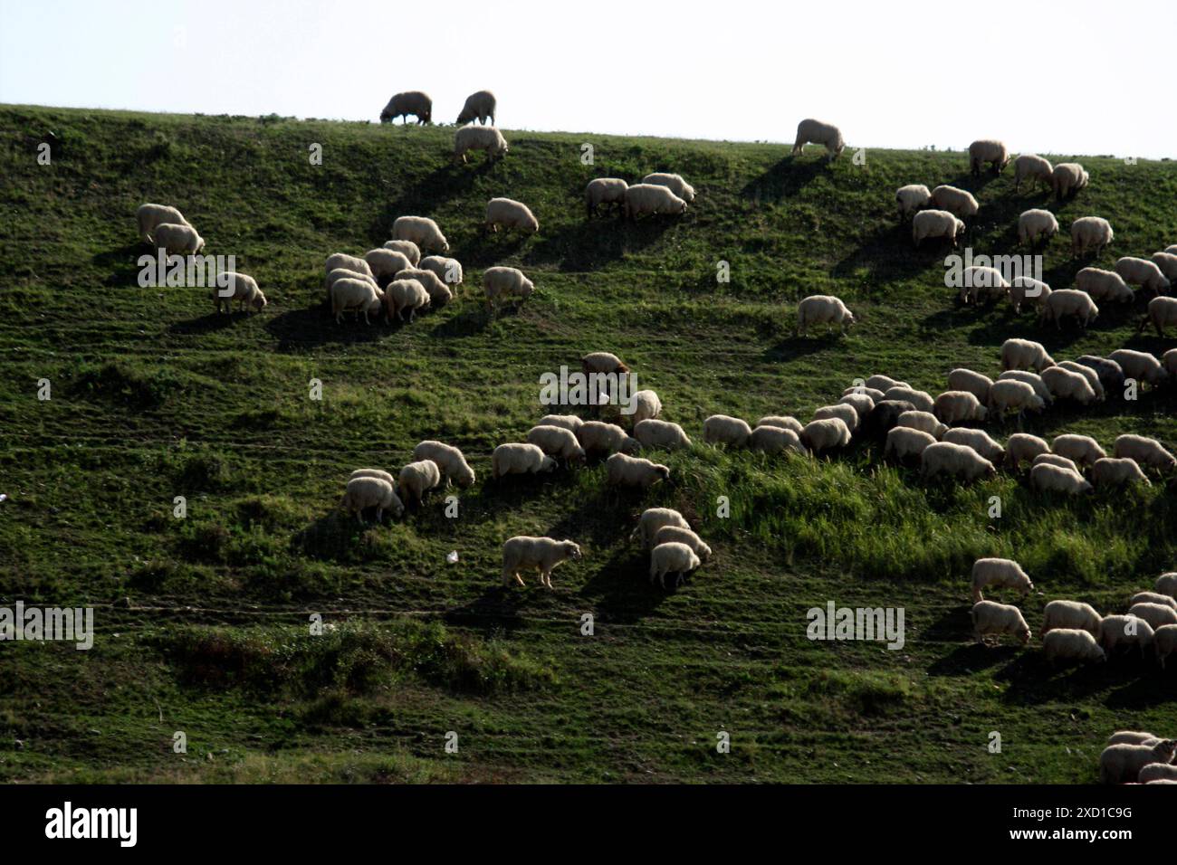Sheep are important animals in agriculture sheep and their environment ...