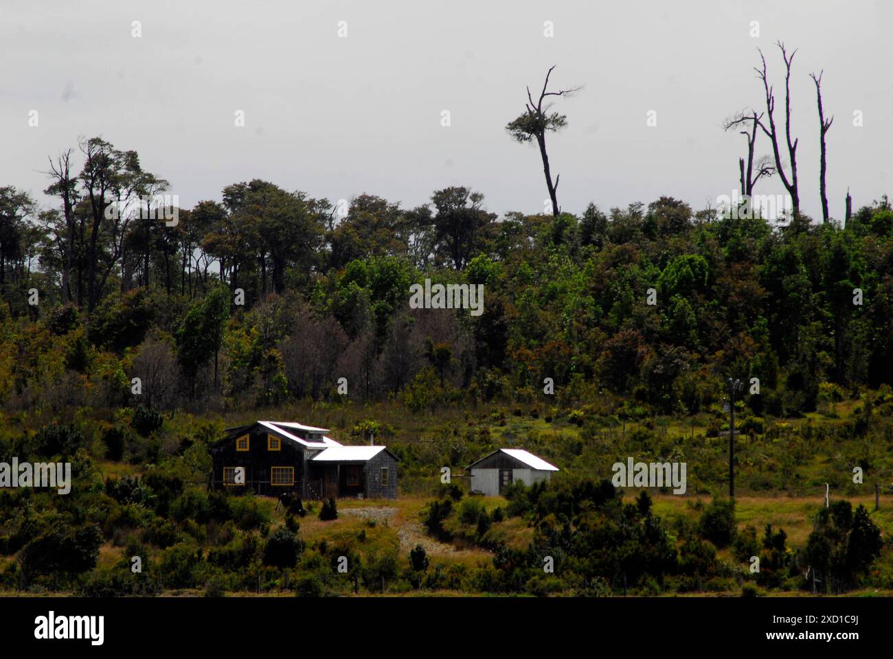 wood and trees in patagonia chile wood in patagonia chile Stock Photo ...