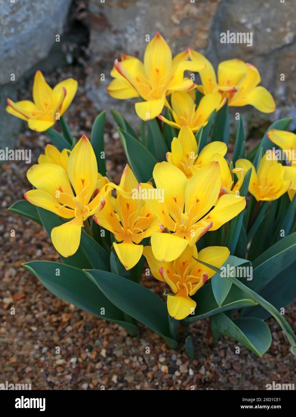 Iranian tulips hi-res stock photography and images - Alamy