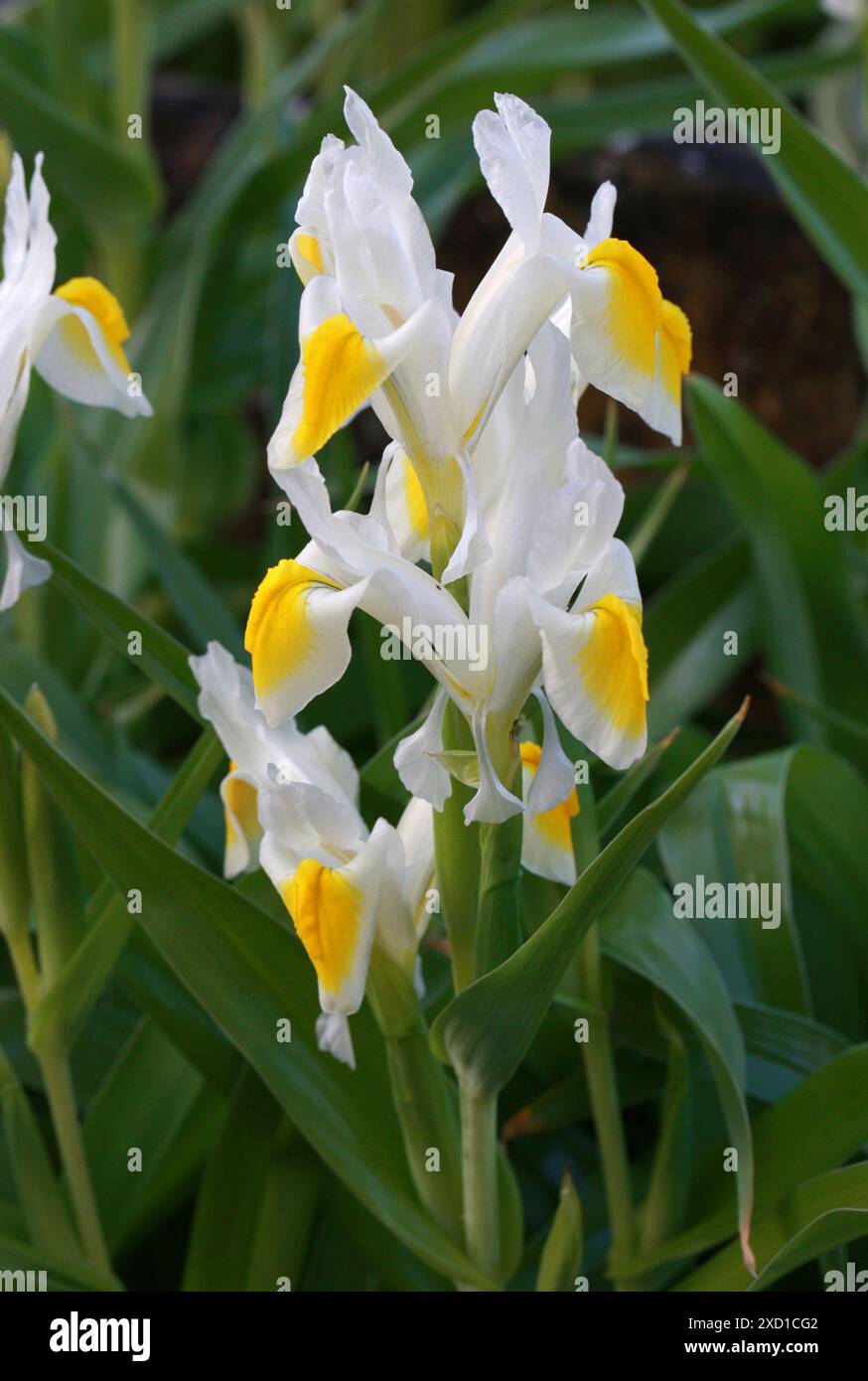 Iris, "Sunny Side Up", Iridaceae. Iris 'Sunny Side Up' is a hybrid of ...