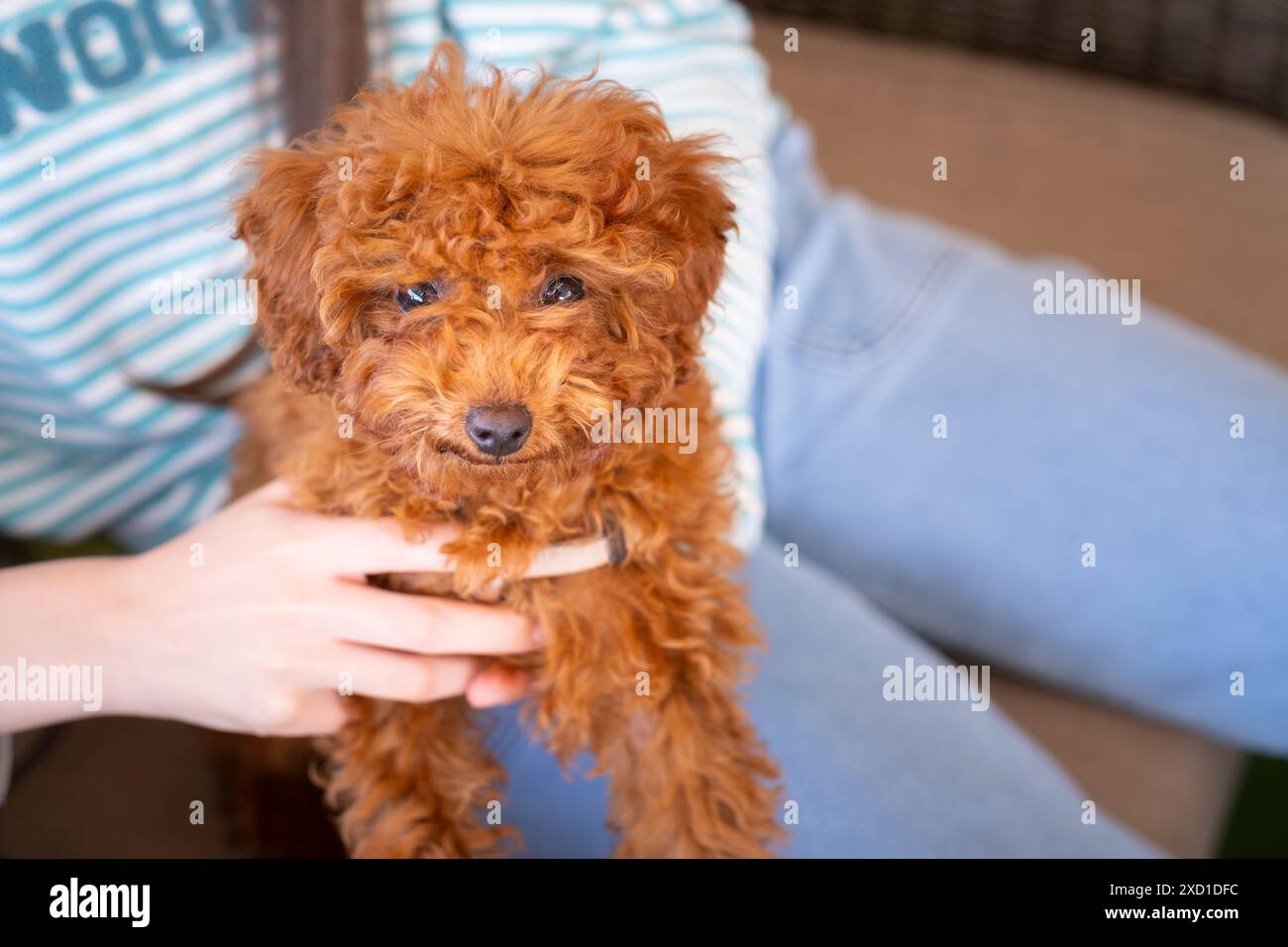 A brown mini toy poodle looks seriously at the camera. He is in the ...