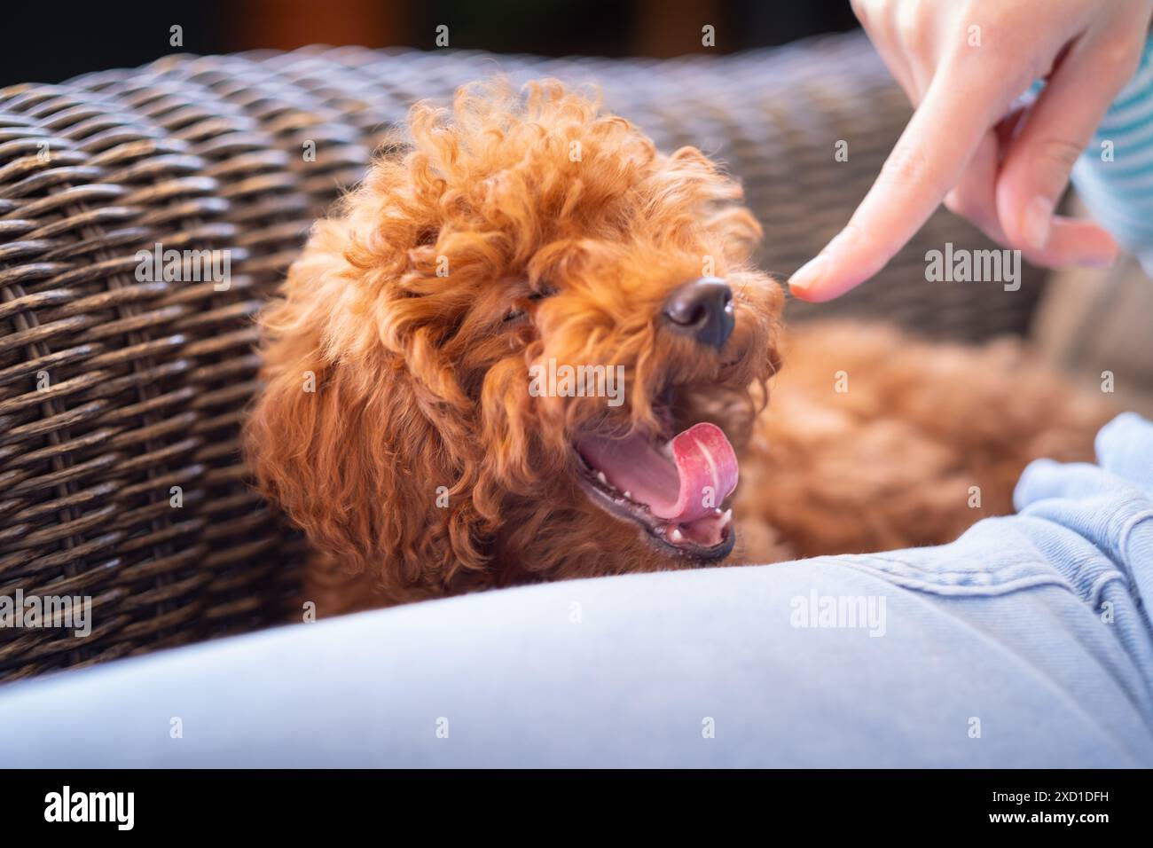 Close-up of a mini toy poodle yawning sleepily while playing with its ...