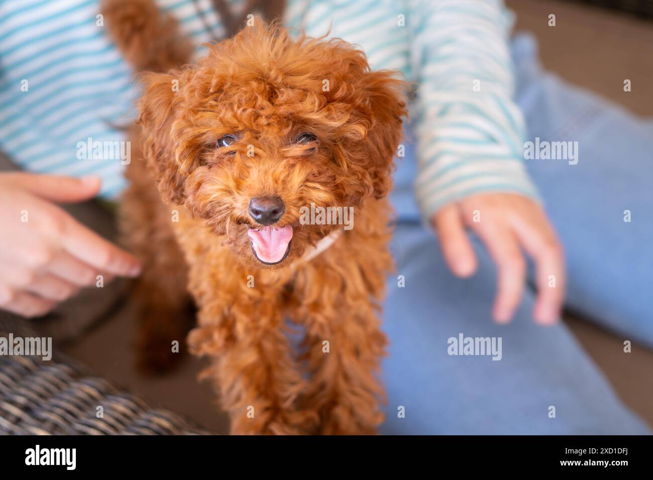 A brown mini toy poodle looks at the camera with its tongue out. He is ...