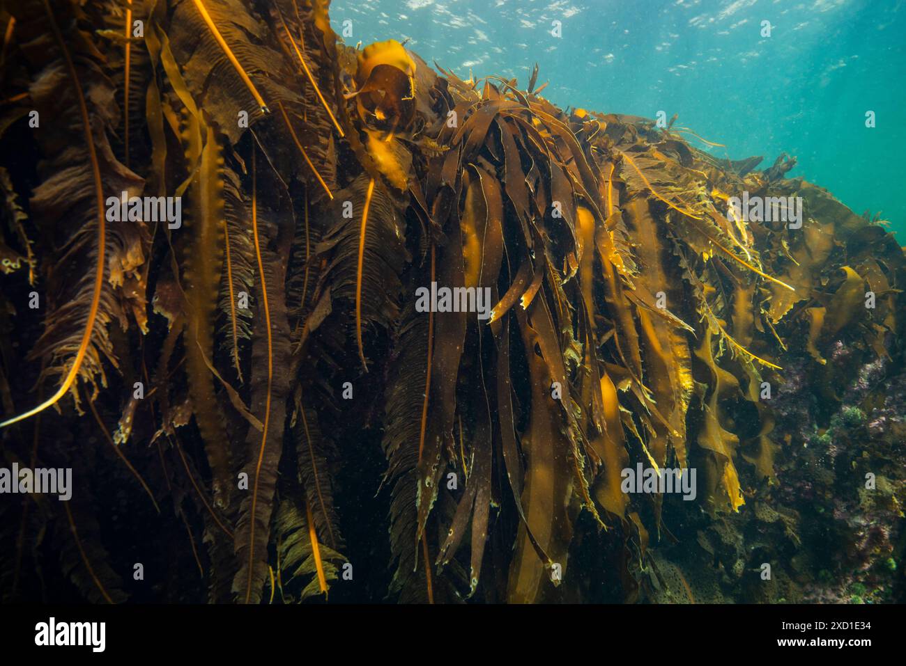 Kelp bed underwater in the St. Lawrence River in Canada Stock Photo - Alamy