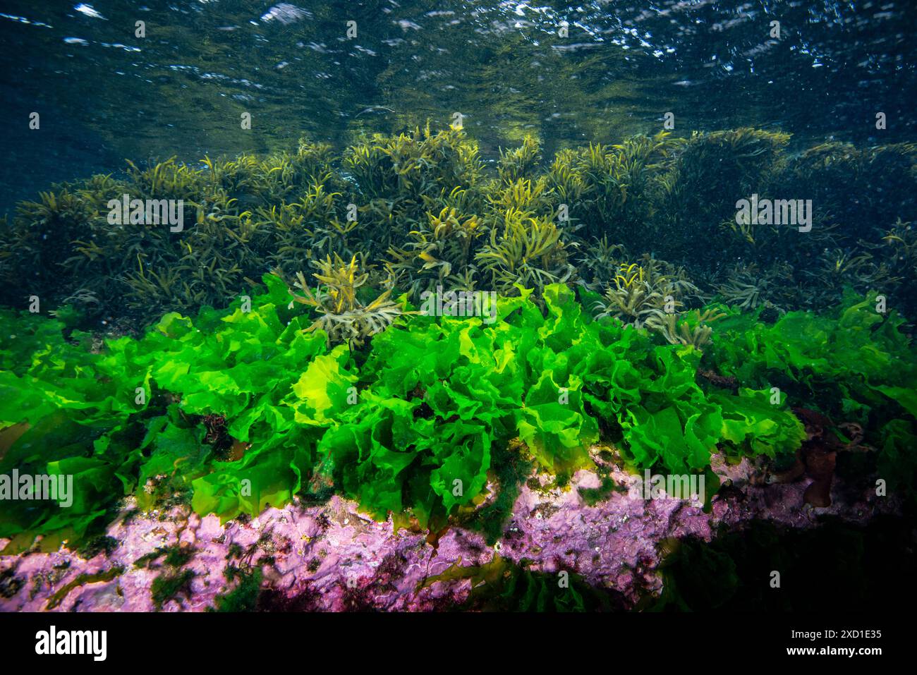 Underwater reef covered with green seaweed, brown seaweed and red ...