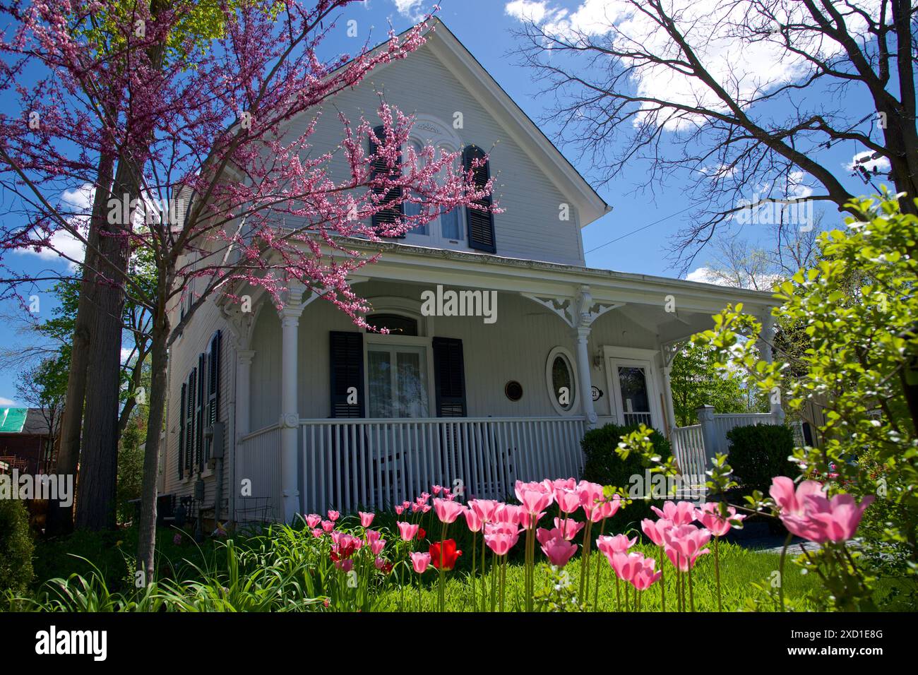 Front-yard garden with pink colour tulip Stock Photo - Alamy