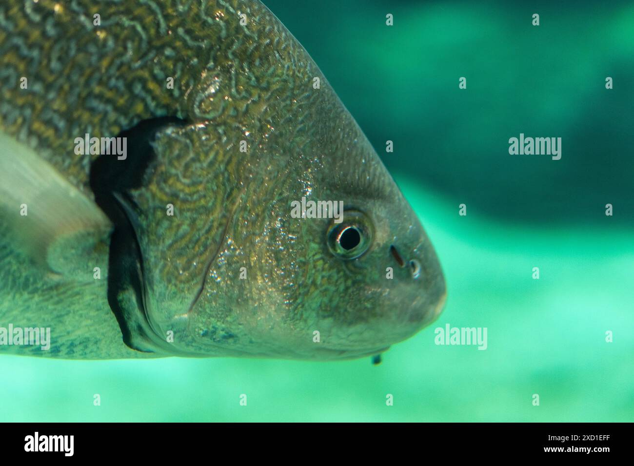 Reef aquarium display hi-res stock photography and images - Alamy