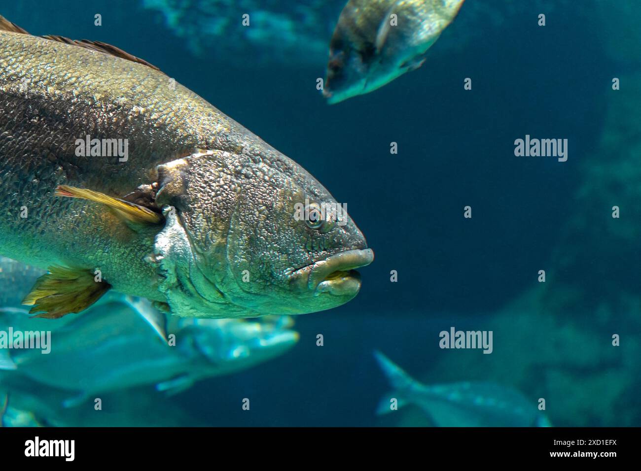 Group big fishes in aquarium hi-res stock photography and images - Alamy