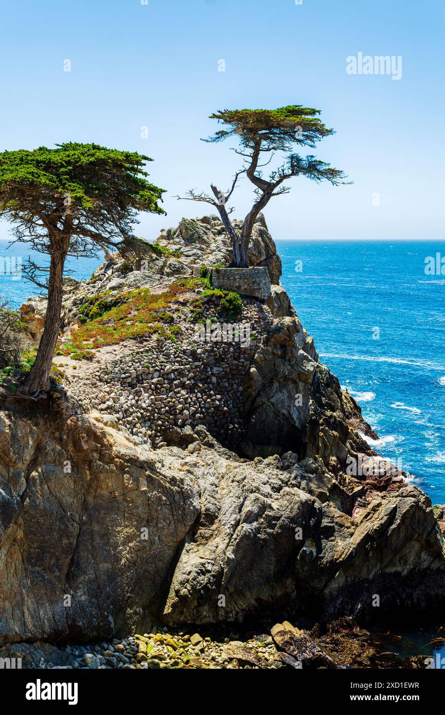 The Lone Cypress; Monterey Cypress Tree; Cupressus Marcrocarpa; 250 ...