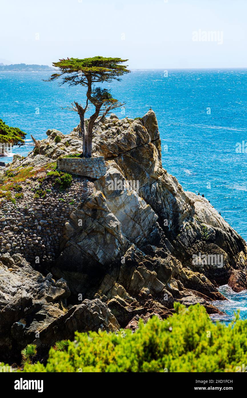 Del monte forest of monterey cypress tree hi-res stock photography and ...