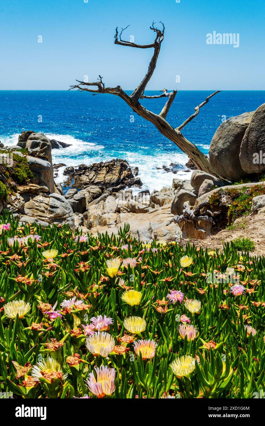 Dead marine plants hi-res stock photography and images - Alamy