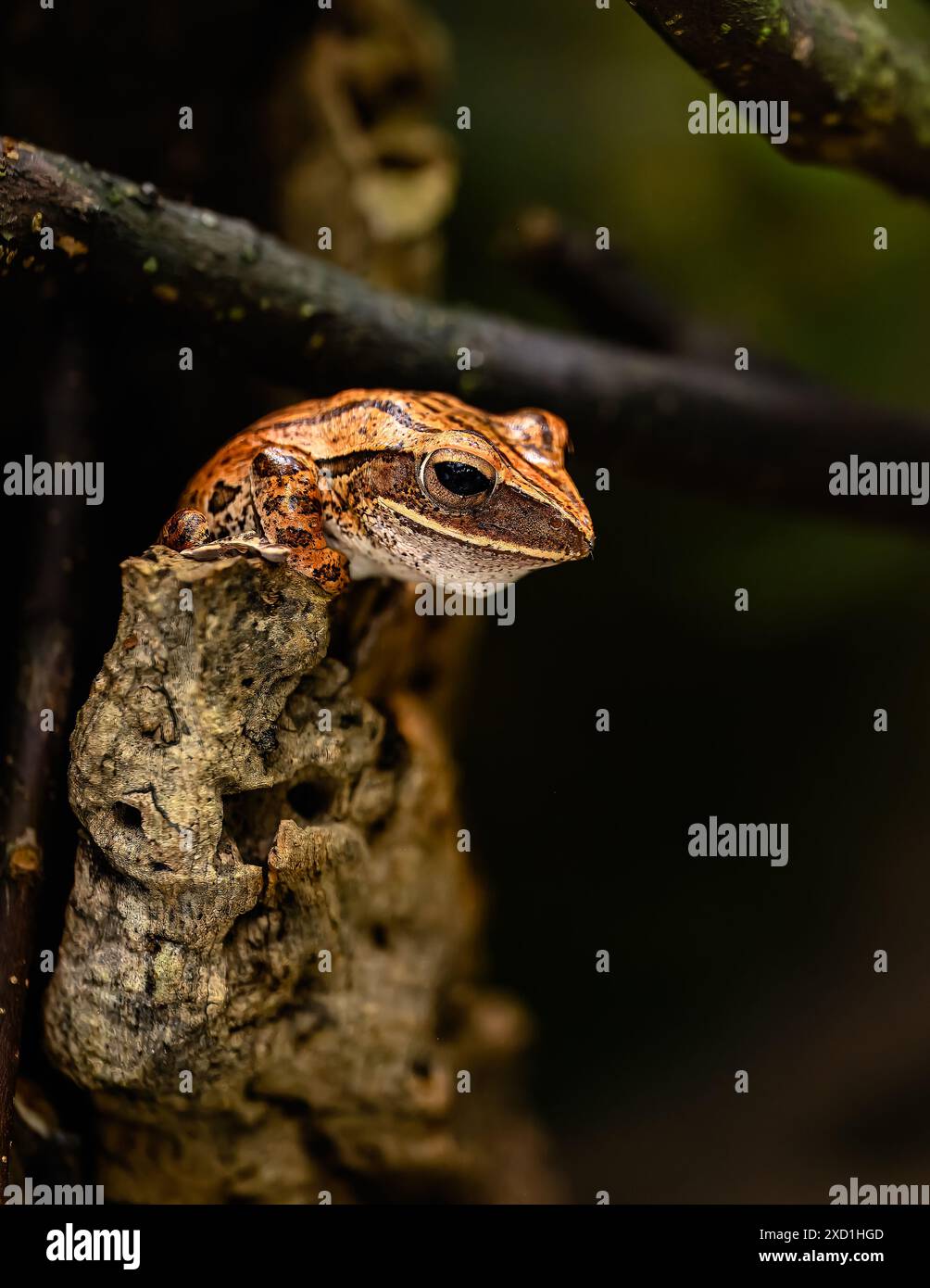 Spot-legged Tree Frog (Polypedates megacephalus Stock Photo - Alamy