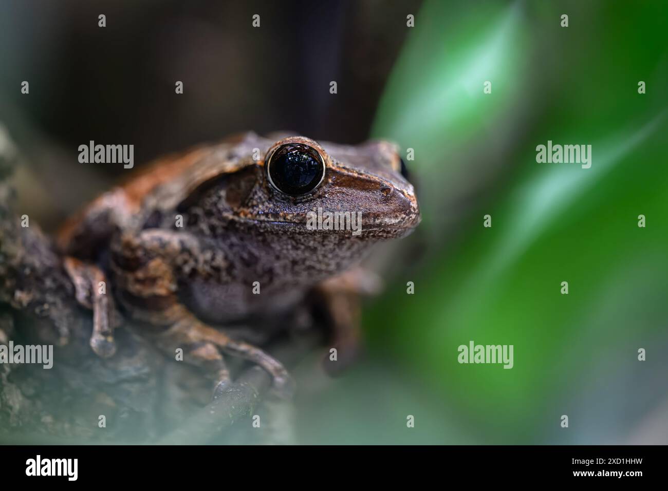 Spot-legged Tree Frog (Polypedates megacephalus Stock Photo - Alamy